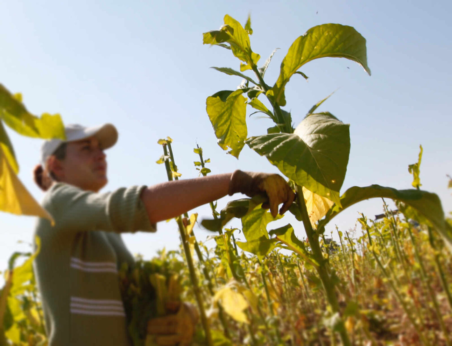 FCV German Leaf GmbH & Co. KG – The Original. - FCV German Leaf GmbH ...